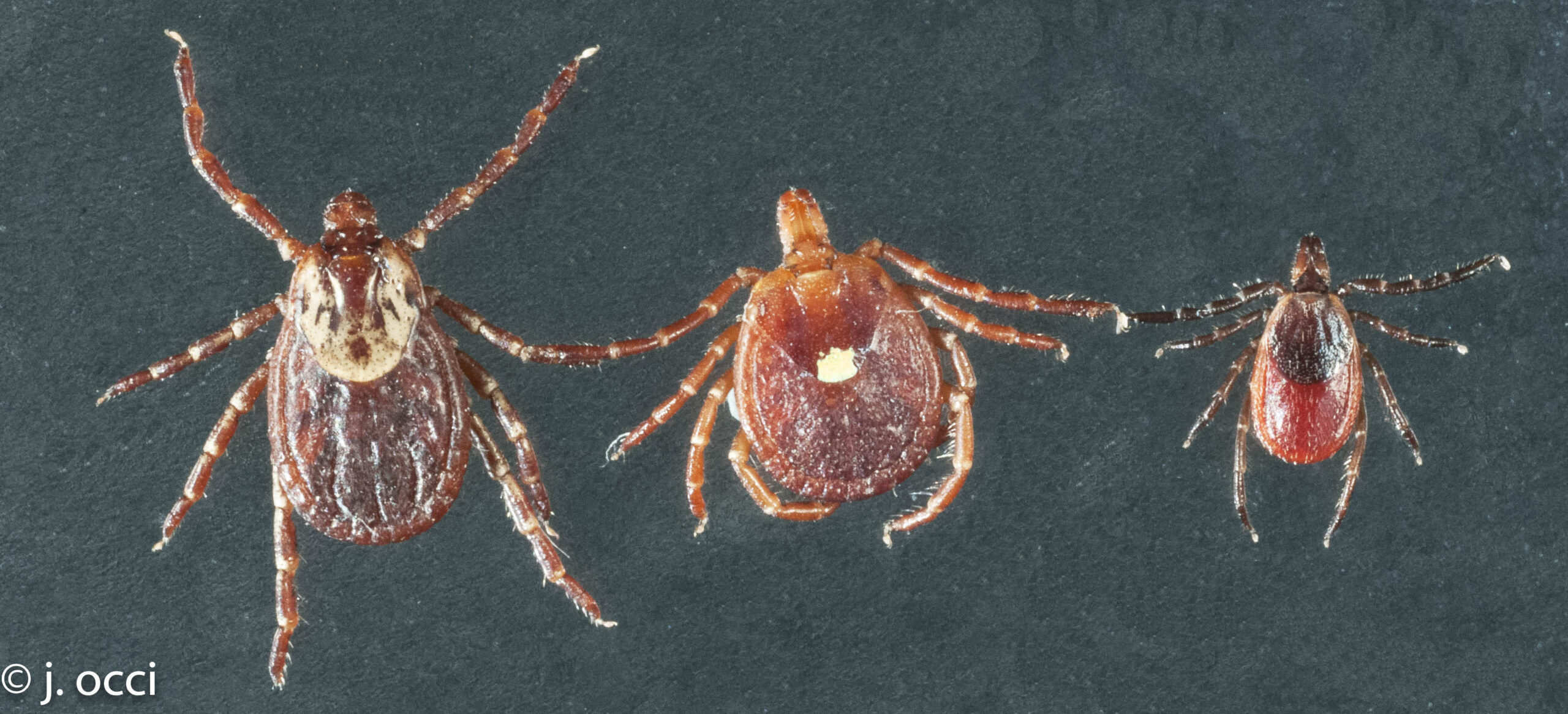 Ticks and Tick-borne Disease
